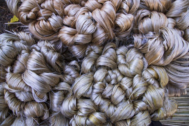 Thick Golden Bundle of Raw Jute Fiber Pattern Texture Can Be Used As a ...