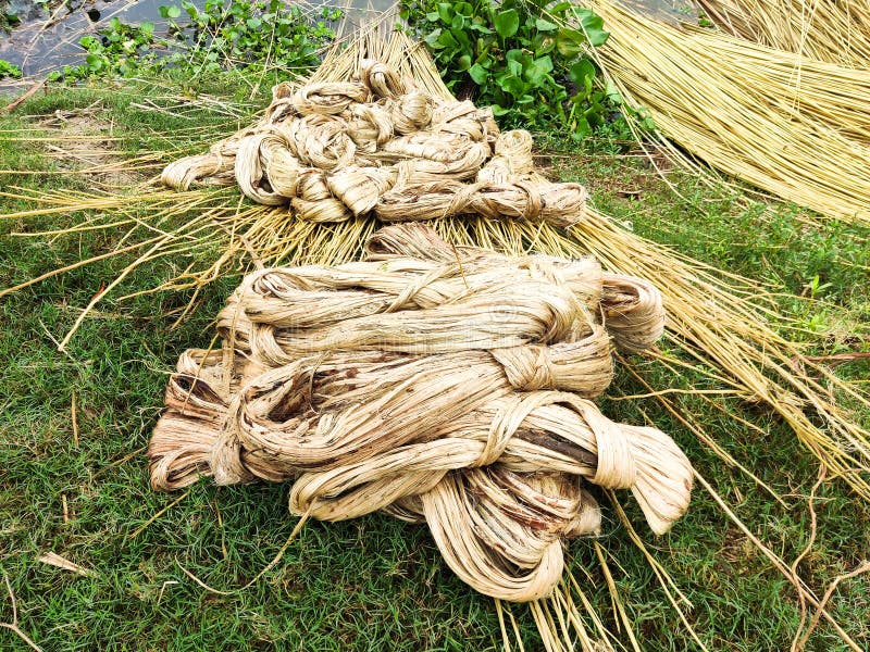 Jute vegetable fiber stock photo. Image of birds, subcontinent - 259074316