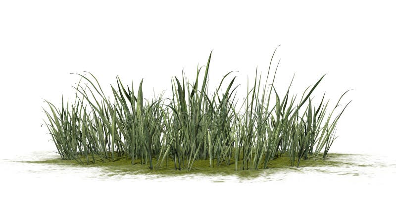 Thick Grass Cluster on a Green Area Stock Illustration - Illustration ...
