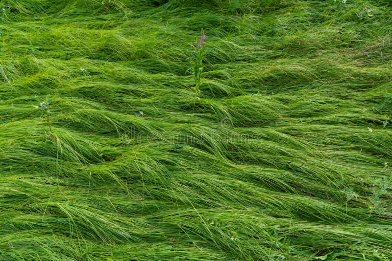 A Thick Green Carpet of Grass. Vector Illustration Stock Vector ...