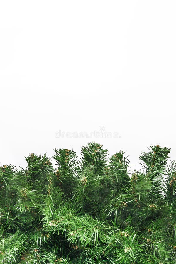 Thick Green Fir Branches Isolated Stock Image - Image of background ...