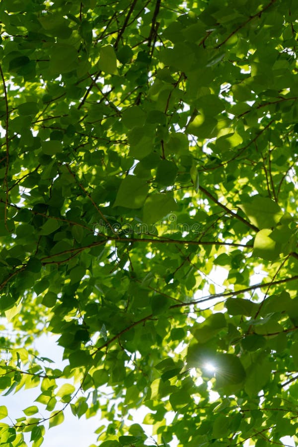 Thick Green Foliage of Trees Stock Image - Image of plants, background ...