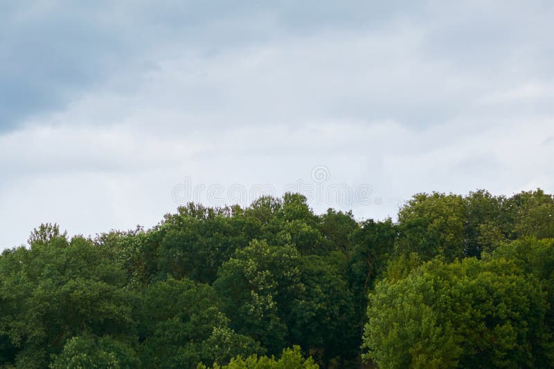 Thick Green Forest with Blue Sky Stock Photo - Image of season, amazing ...