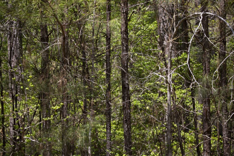 Thick Green Forest stock photo. Image of ecosystem, environment - 291171410