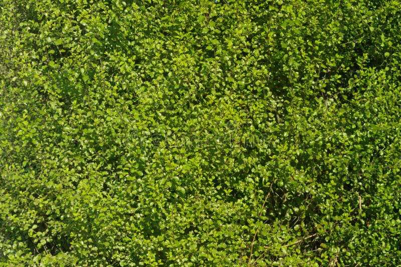 Thick green hedge stock photo. Image of wall, horizontal - 24769322