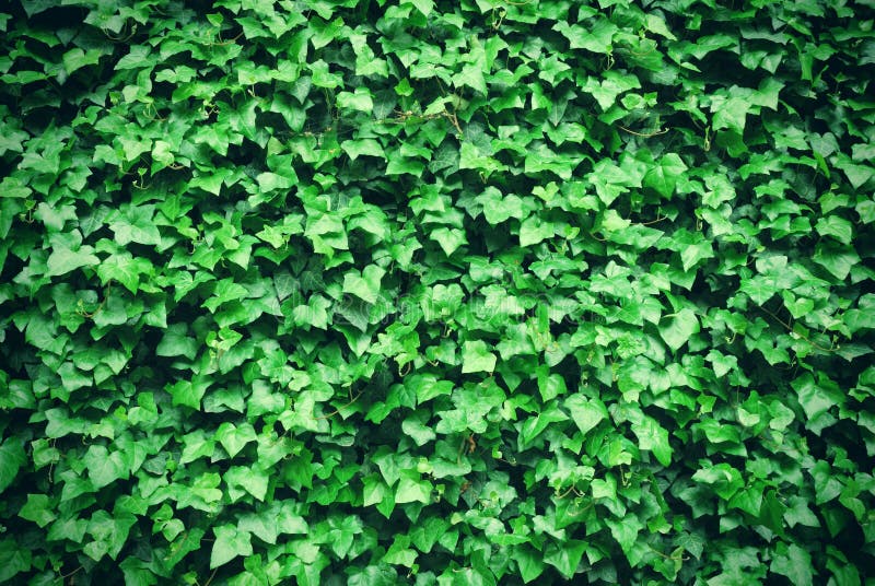 Thick Green Ivy Leaves Background Stock Image - Image of huge, climbing ...