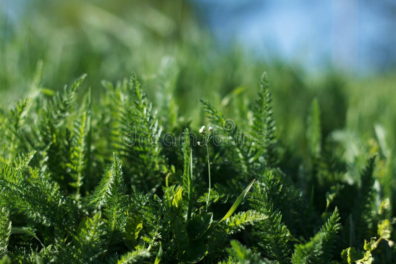 Thick Green Juicy Grass Grows Spring on Lawn Stock Image - Image of ...