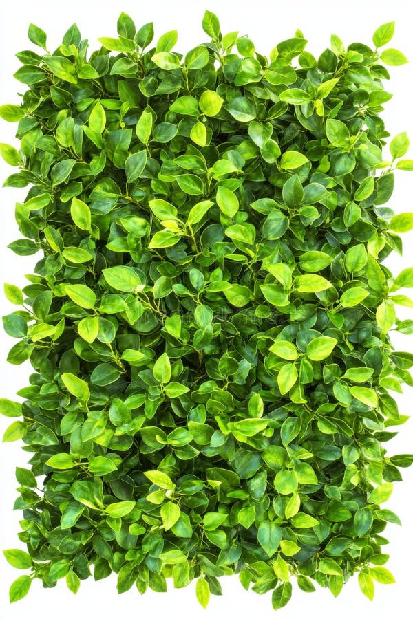 Thick Green Leaves, Thick Bushes, and a Natural Backdrop. Stock Photo ...