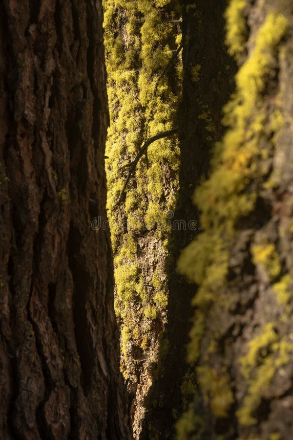 Thick Green Moss Covered Tree Peeks through the Layers of Other Trees ...