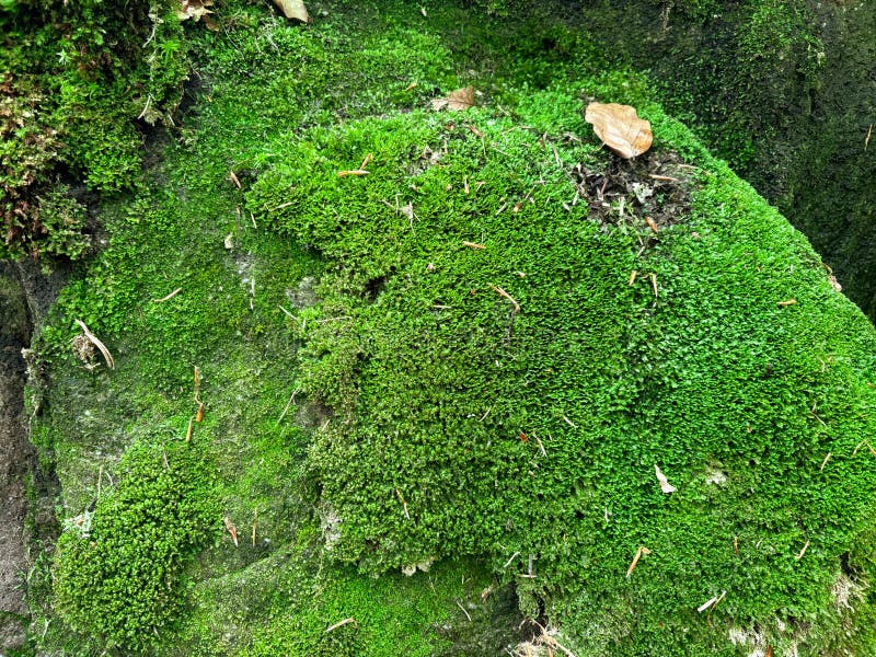 Thick Green Moss with Fallen Leaves. Background Texture. Nature ...