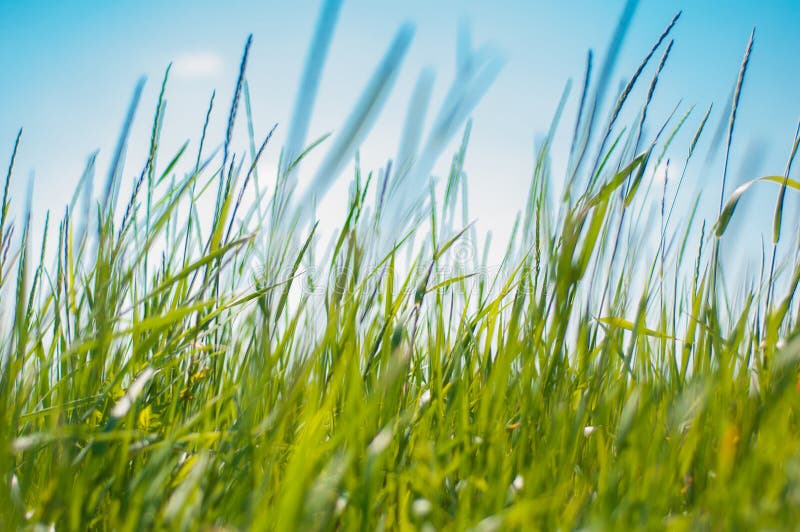 Thick Green Rich Grass in the Morning Field Stock Photo - Image of ...