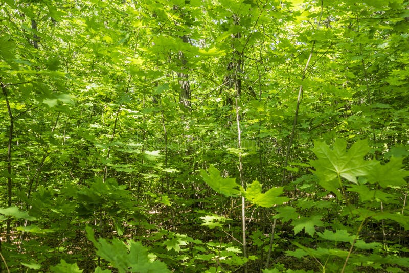 Thick green thicket stock image. Image of thick, foliage - 191027519