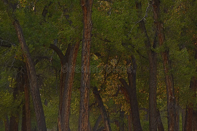 Grove of Cottonwoods in Fall Colors Stock Photo - Image of nature ...