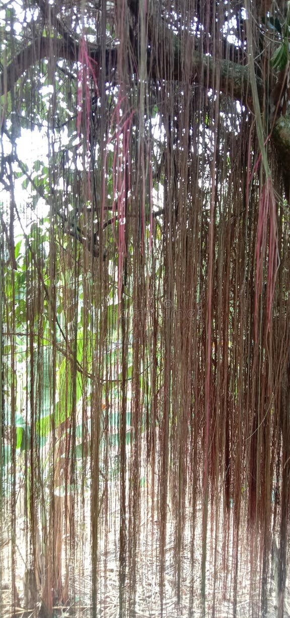 Thick Hanging Roots on a Tree Creates a Different Atmosphere Stock ...