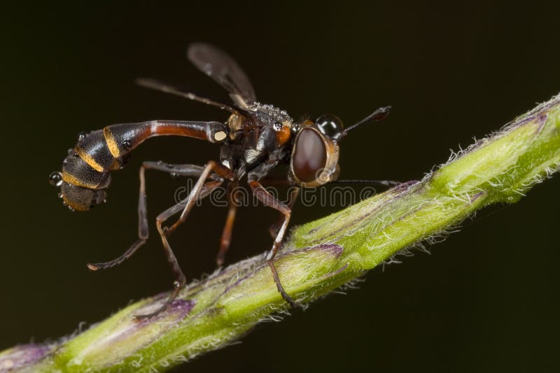 Thick Headed Fly, Conopidae Stock Image - Image of wild, green: 10510195