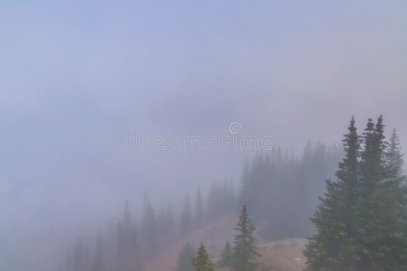 Heavy Fog Covering Trees in a Forest Stock Photo - Image of tree ...