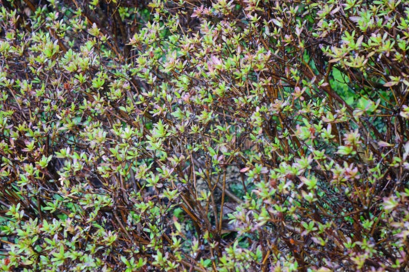 Thick hedge pattern stock photo. Image of texture, foliage - 300108568