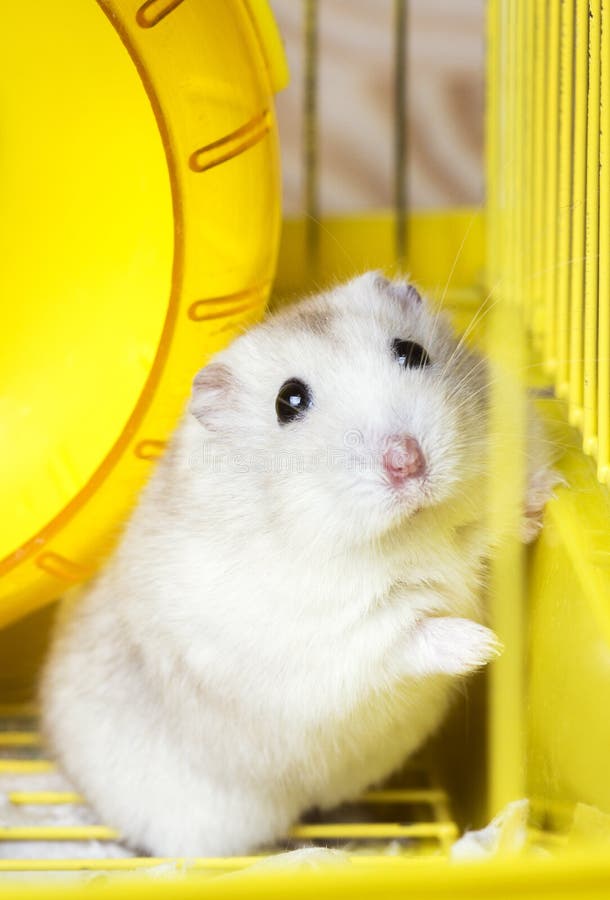 Jungar Hamster Running in the Wheel Stock Photo - Image of sport ...