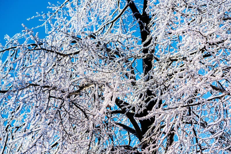 Thick Ice on Tree Branches stock photo. Image of december - 44038828