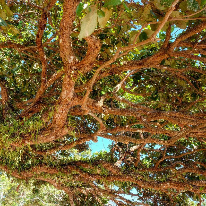 Thick Intertwined Branches of a Tropical Tree on a Warm Day Stock Image ...