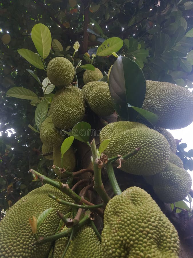 206 Cempedak Plant Stock Photos - Free & Royalty-Free Stock Photos from ...