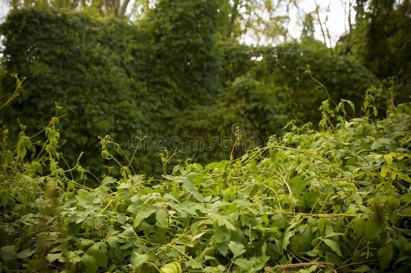 Thick Jungle Creepers stock photo. Image of flora, outdoor - 15247136
