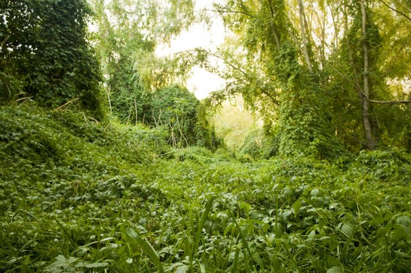 Thick Jungle Creepers stock image. Image of fresh, pristine - 15247233