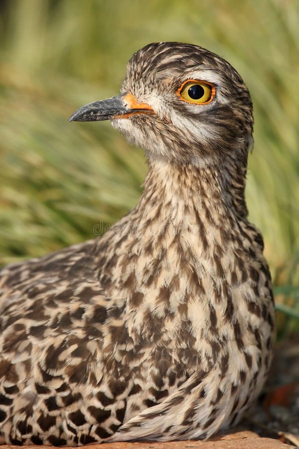 Spotted Thick-knee Bird or Dikkop Stock Photo - Image of bird, head ...
