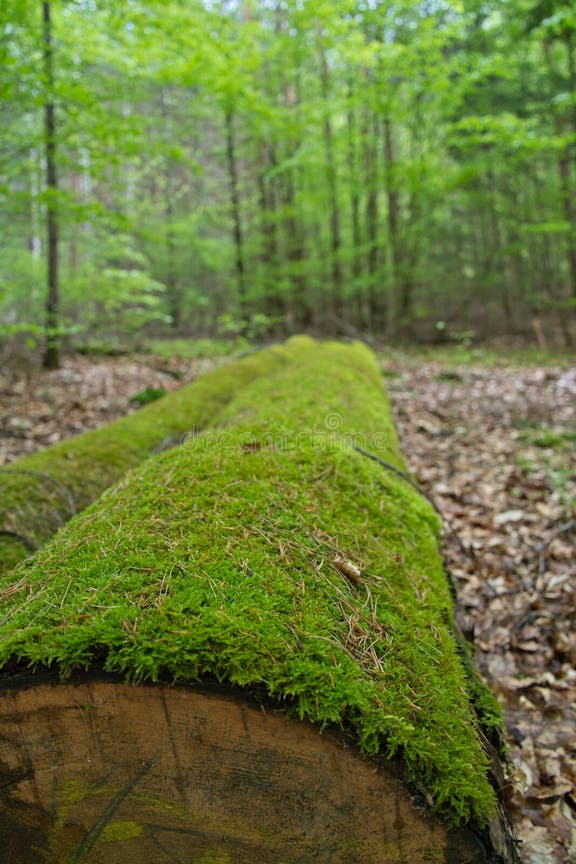 A Thick Layer of Green Moss on a Felled Tree Stock Photo - Image of ...
