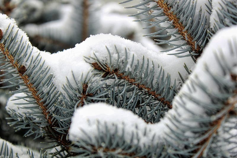 A Thick Layer of Snow Lies on the Branches of a Christmas Tree. Stock ...