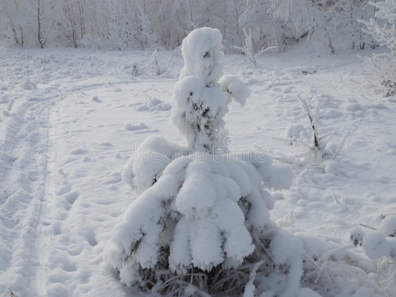 Thick Layer of Snow on a Small Christmas Tree in the Winter Forest ...