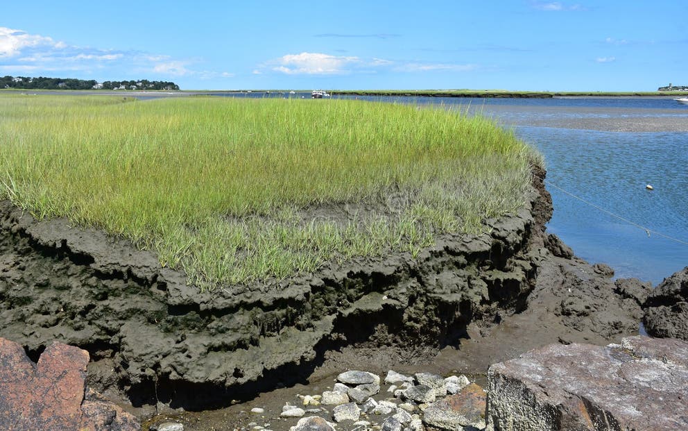 Thick Layers of Muck and Mud in Marshland Stock Image - Image of water ...