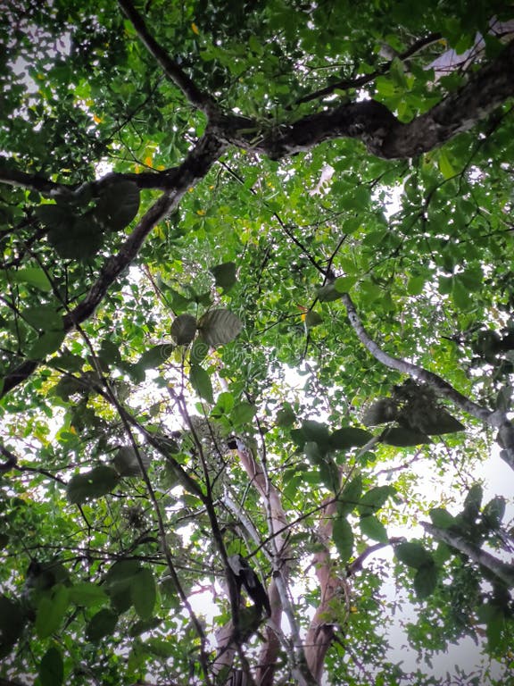 Thick Leafy Canopy Above, Sunlight Peeking through Dense Green Branches ...