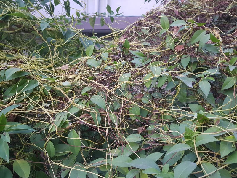 The Thick Leaves on the Branches of Tree Stock Image - Image of leaf ...