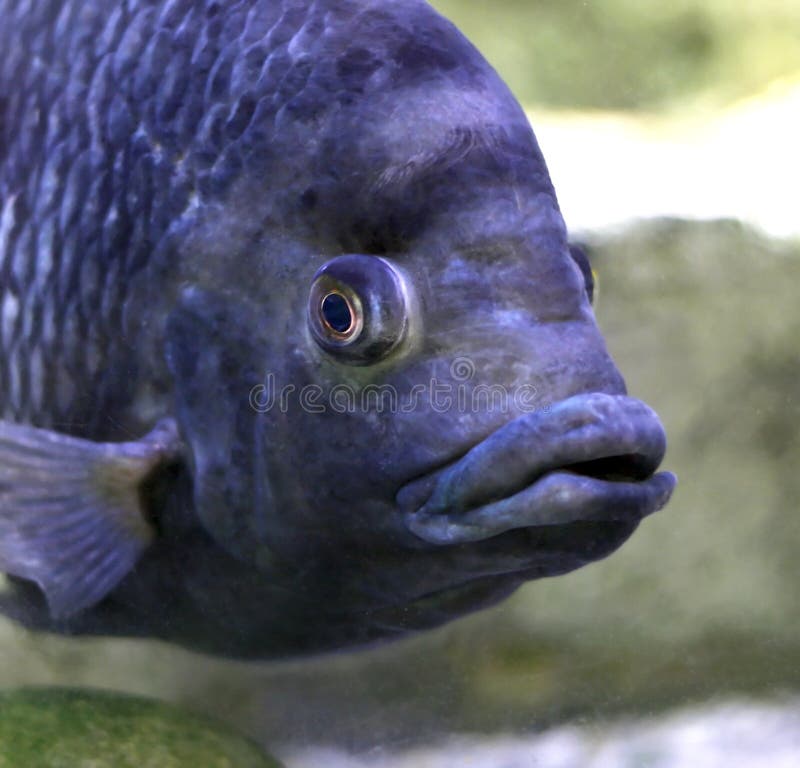 Thick lips stock photo. Image of dive, animal, swimming - 3220880