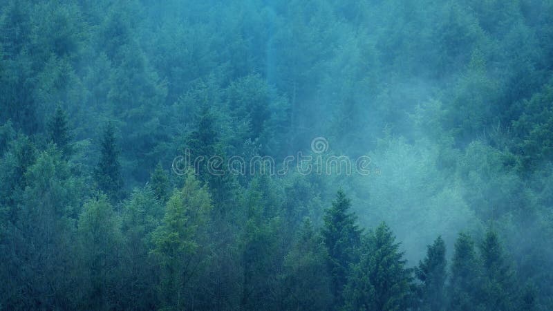 Mist Rises from the Forest in Heavy Rainfall Stock Footage - Video of ...