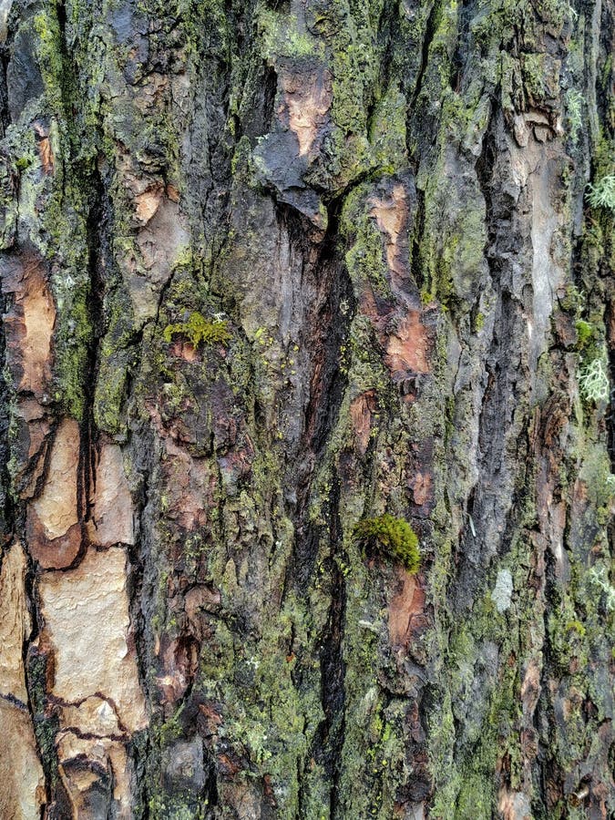 Thick Moss. Old Beech Tree Trunk Covered in Thick, Soft Moss Stock ...