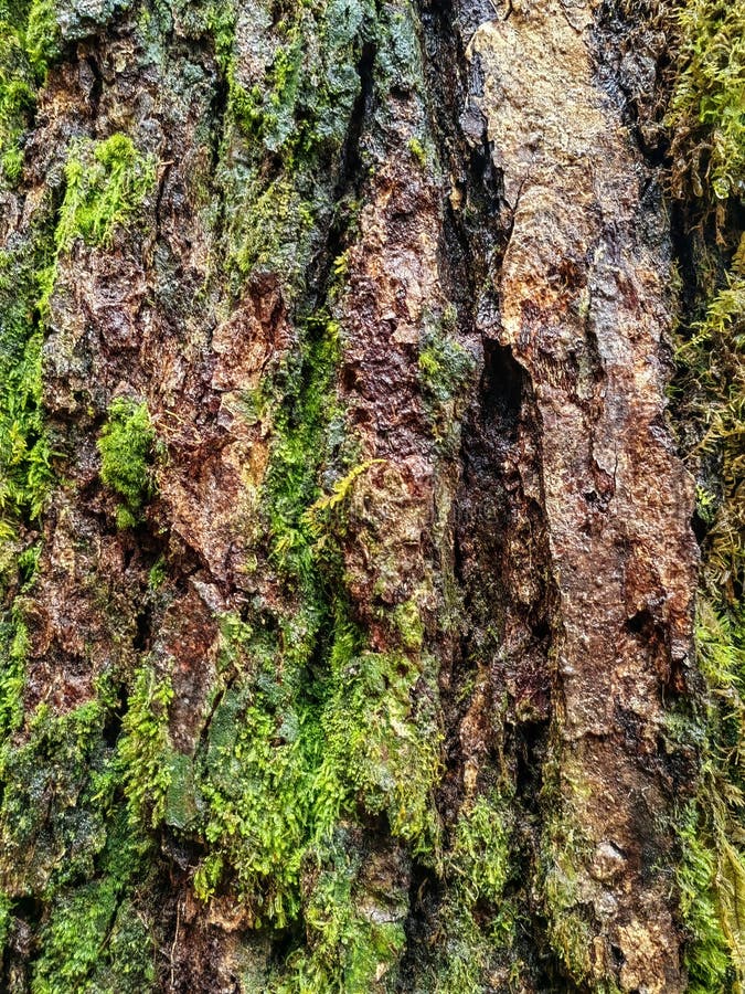 Thick Moss. Old Beech Tree Trunk Covered in Thick, Soft Moss Stock ...