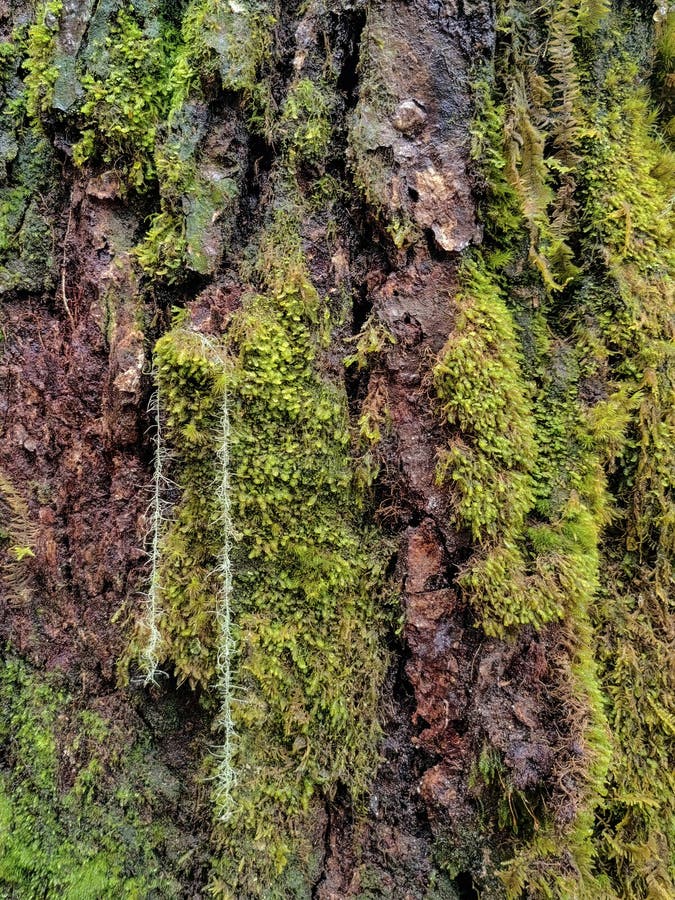 Thick Moss. Old Beech Tree Trunk Covered in Thick, Soft Moss Stock ...