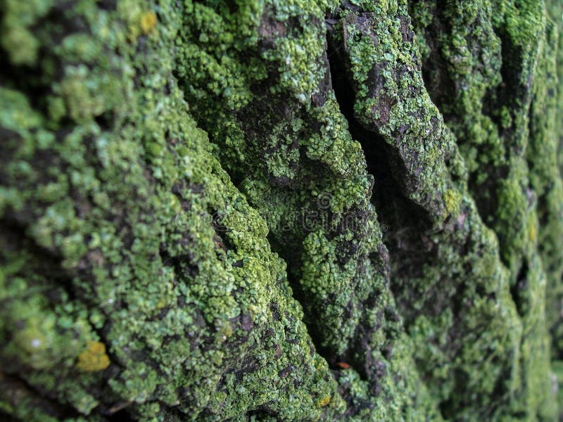 Thick Moss on Rough Tree, Face To Face Stock Image - Image of contrast ...