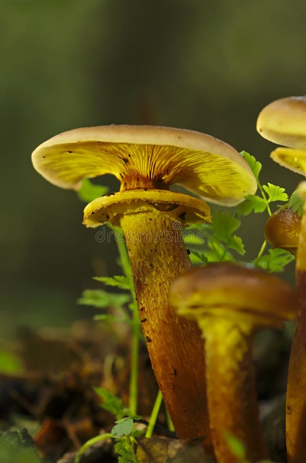 Thick Mushroom from Under View Stock Image - Image of wooden, thick ...