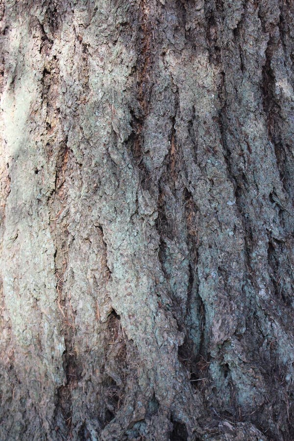 Texture of the Bark of an Old Tree. Macro. Vancouver. Canada. Stock ...