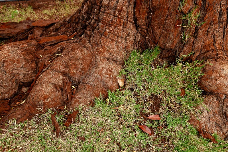 Roots on pavement stock image. Image of street, natural - 118849535