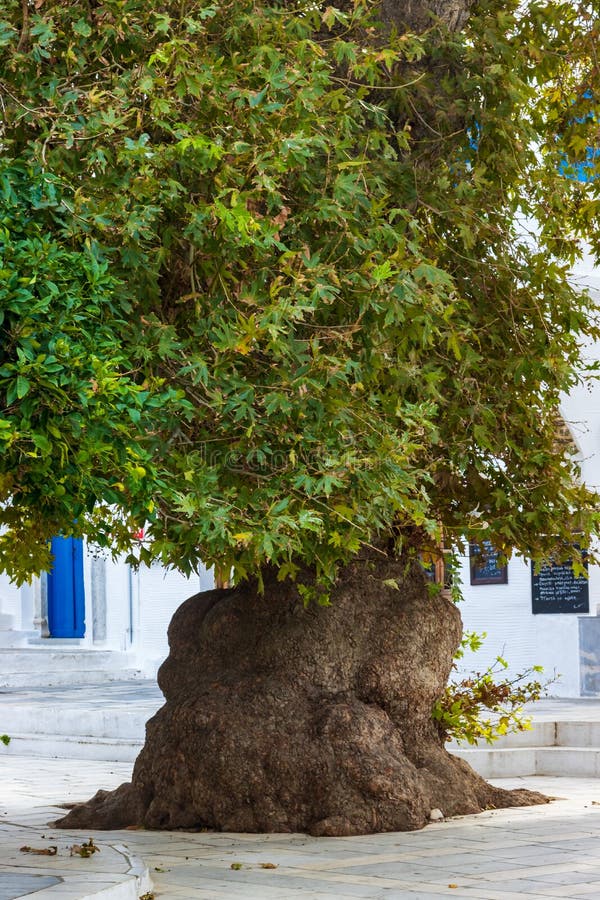 Thick Ombu Tree in the Streets Stock Photo - Image of green, nature ...