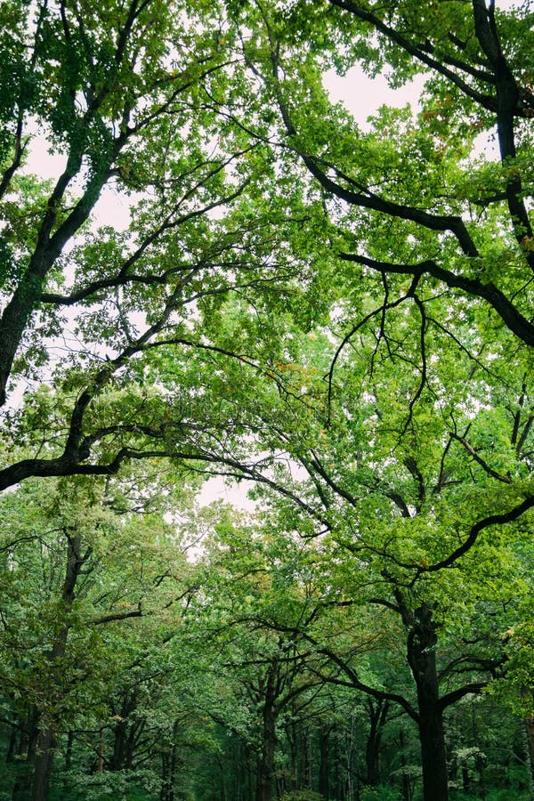 Thick Overgrown Green Trees Above the Road in Park Stock Photo - Image ...
