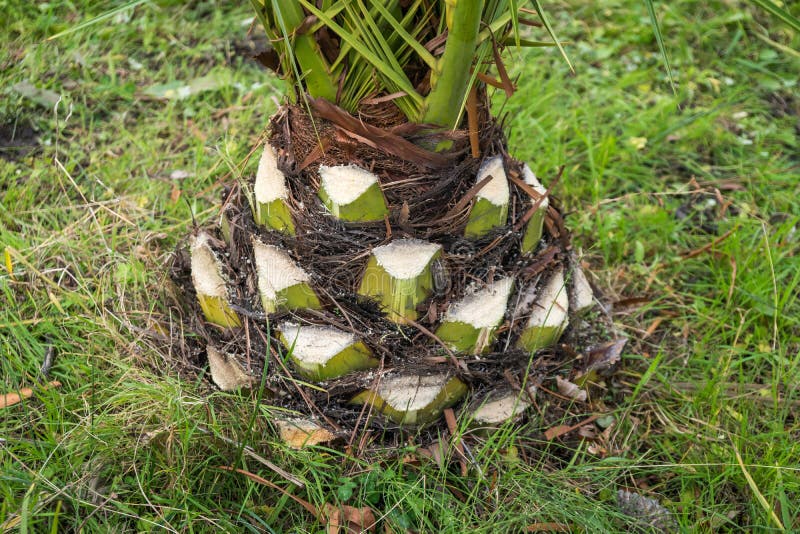 Thick Palm Tree Trunk with Excessive Branches Cut Off Stock Photo ...