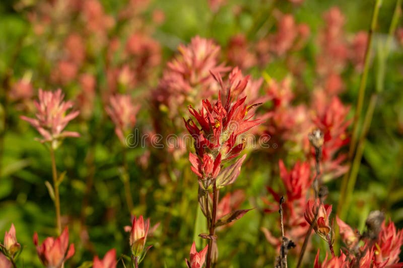 Thick Patch of Paint Brush Blooms in Glacier Stock Image - Image of ...