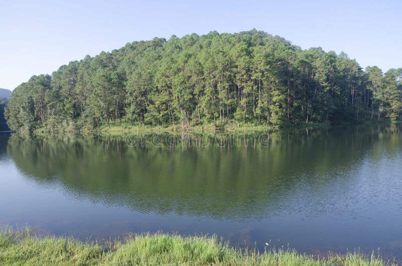 Thick Pine Forest on the Island with Reflection in the Water Stock ...