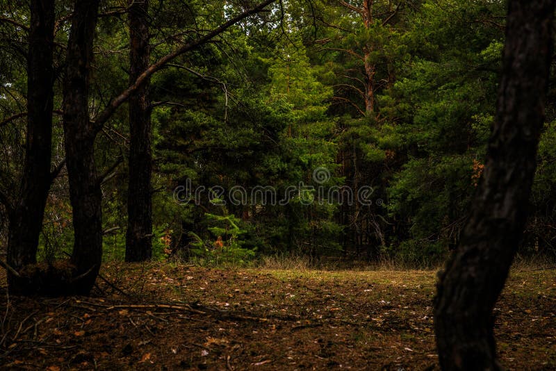Thick Pine Forest. Landscape Stock Image - Image of spring, taiga ...