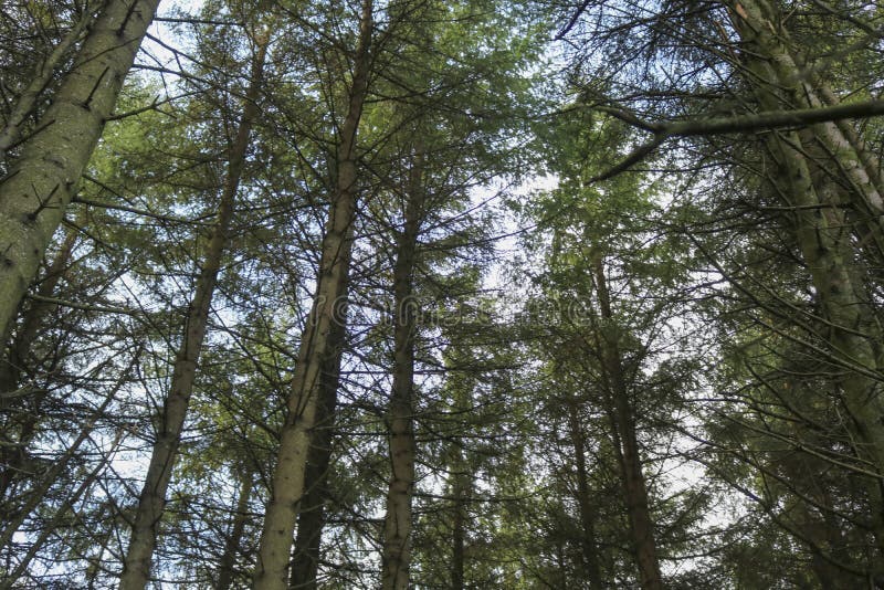 Thick pine forest. stock image. Image of backdrop, pinewood - 139940373